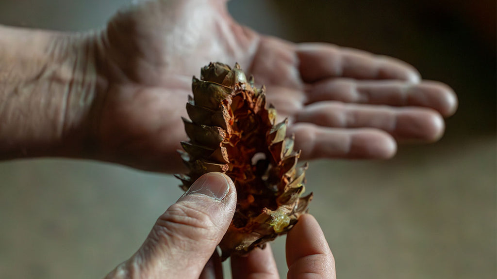 Pinecone, Acorn—Or Urban Legend? | The Deeper Meaning Of Our Logo